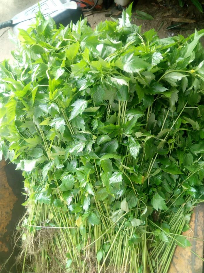 Ewedu Soup Recipe and Health Benefits | Earthlydiets